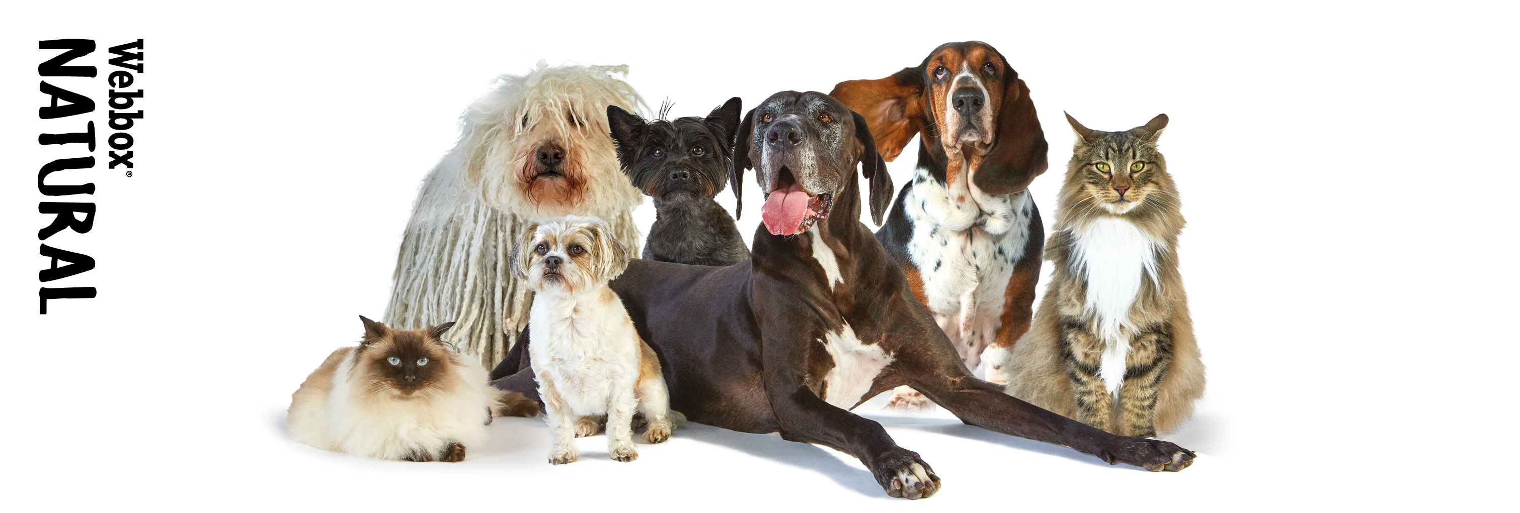 Webbox | Pets Choice